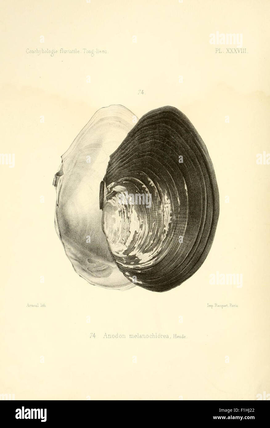This vintage study on the freshwater mollusks of Nanjing and central ...