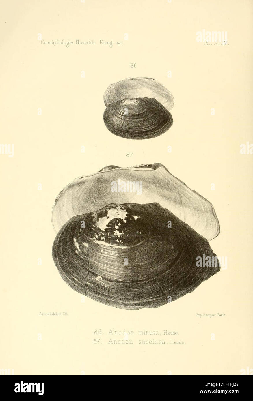 A 19th-century work on the freshwater mollusks of the Nanjing (Nanking ...