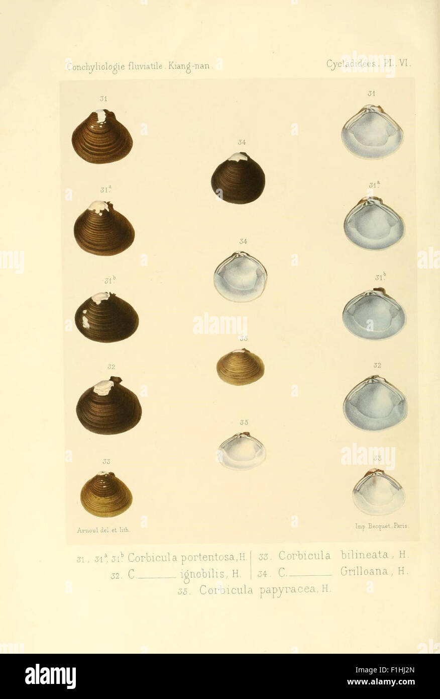 This work focuses on the freshwater mollusks of the Nanking province in ...