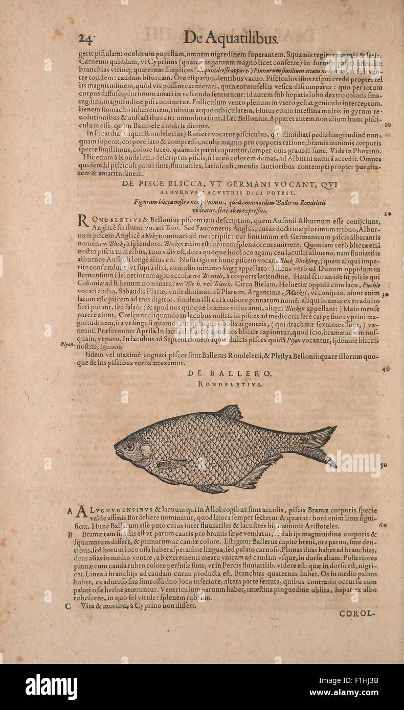 Conradi Gesneri’s Historiae Animalium Liber IV, a classic work on ...