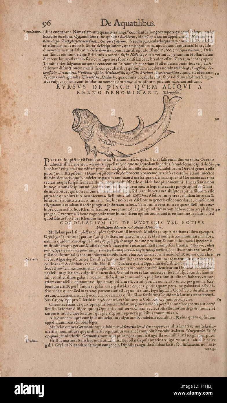 This 16th-century work by Conrad Gessner, 'Historiae Animalium Liber IV ...