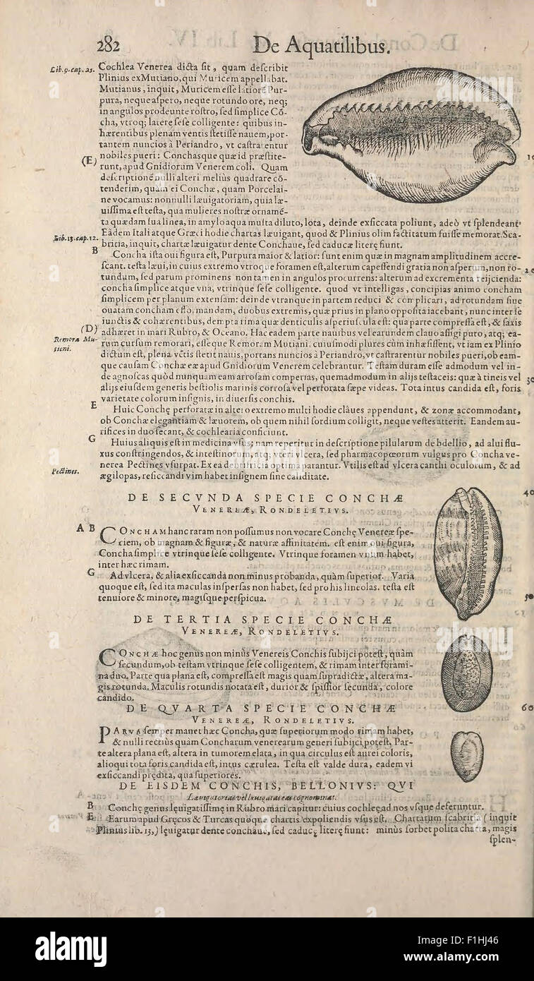 A pre-Linnaean work by Conrad Gesner, documenting various animals ...