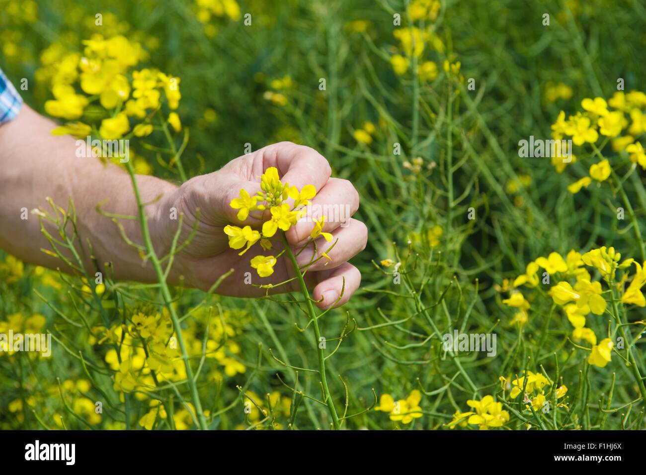 Close up of male farmers hand examining yellow flower of charlock plant ...