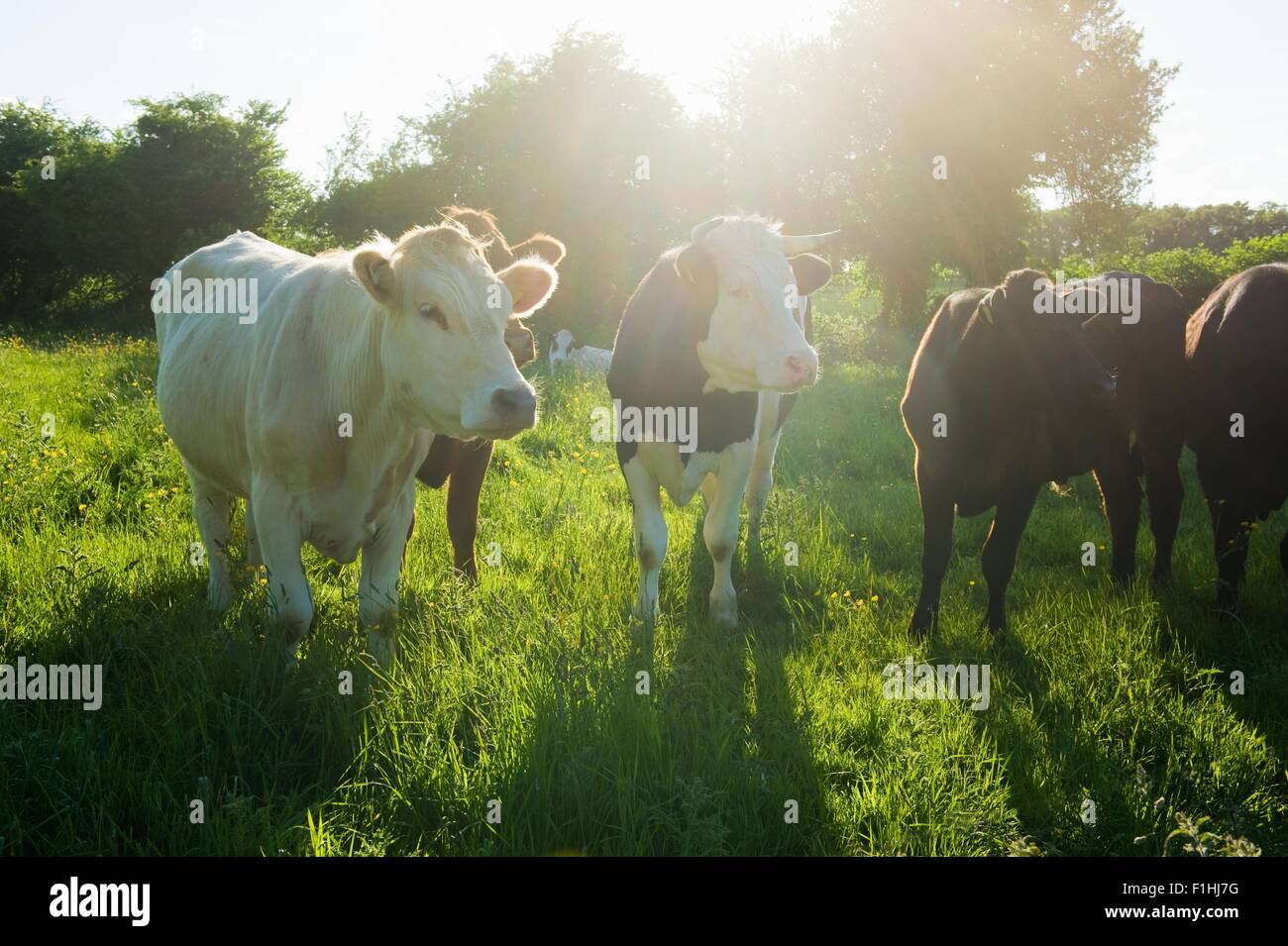 Portrait of a small group of cows in sunlit grassy field Stock Photo ...