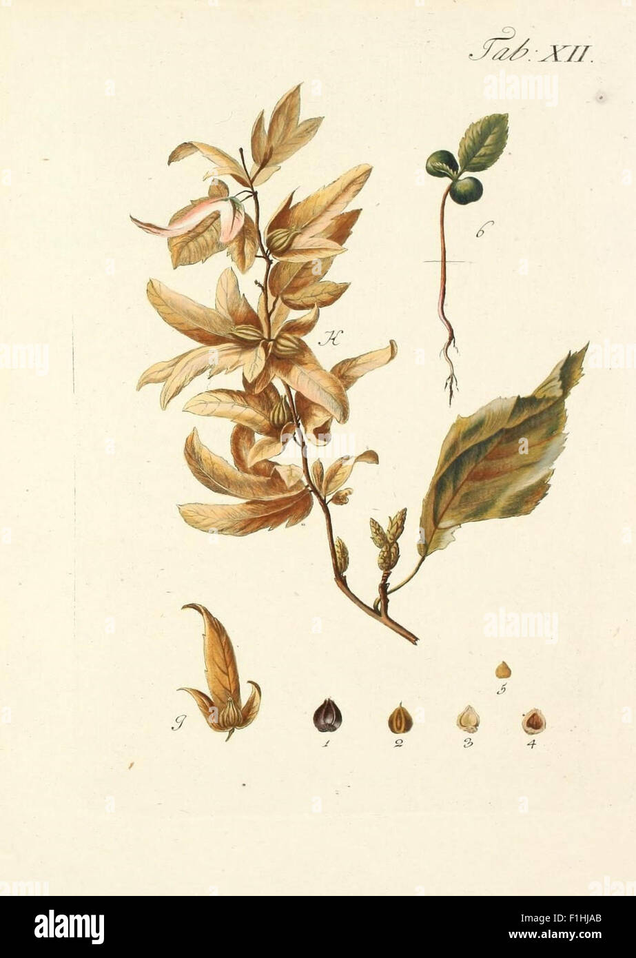 This work features naturalistic illustrations of wild trees, shrubs ...