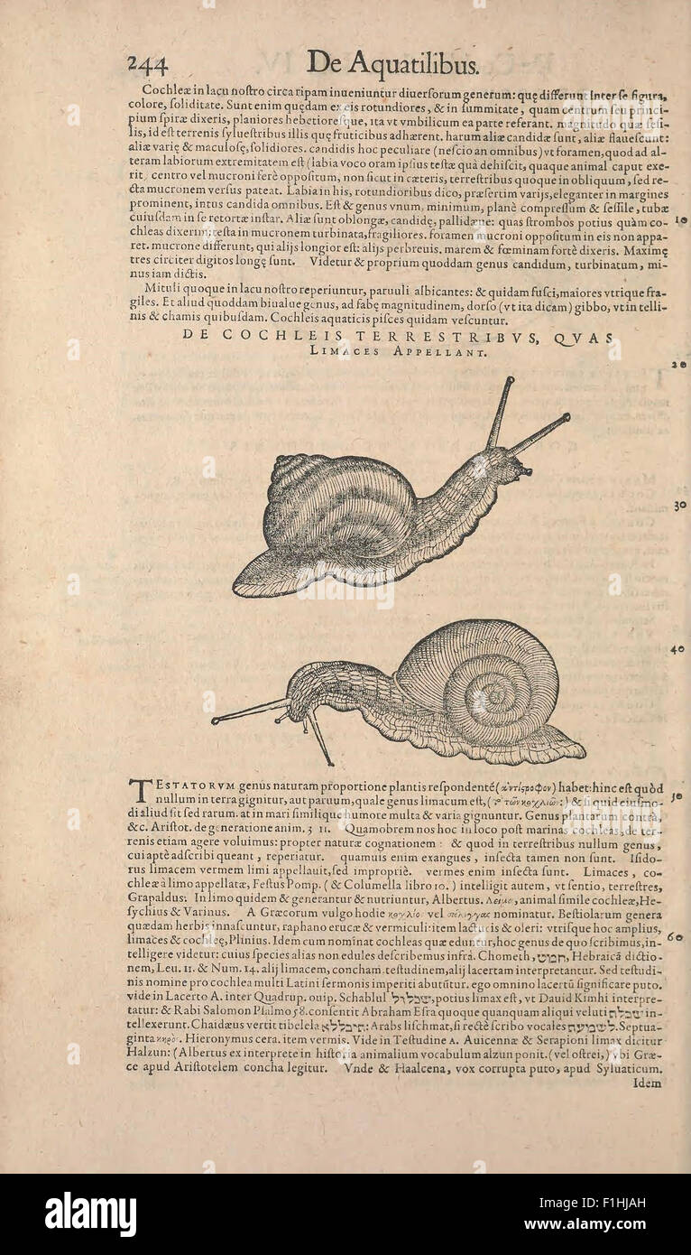 This early zoological work by Conrad Gesner, published in the 16th ...