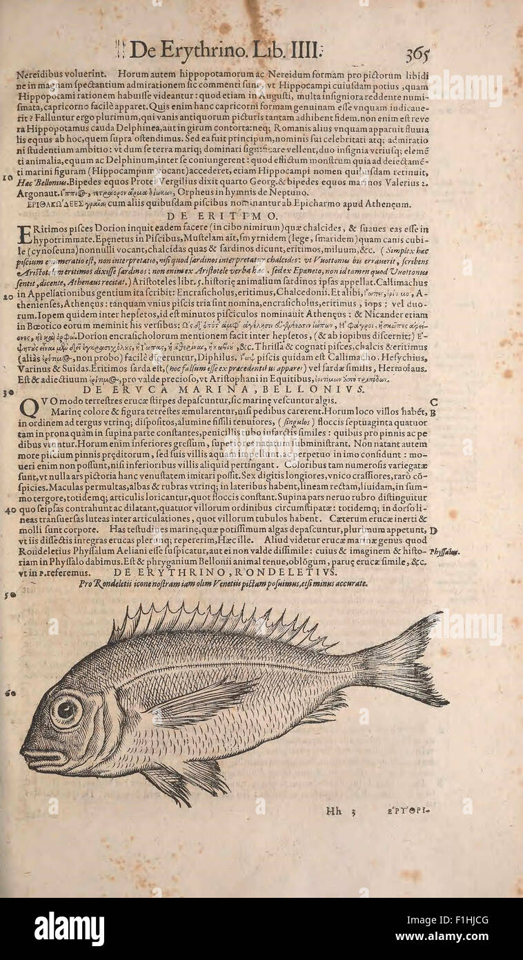 This 16th-century work by Conrad Gesner provides an early, pre-Linnaean ...
