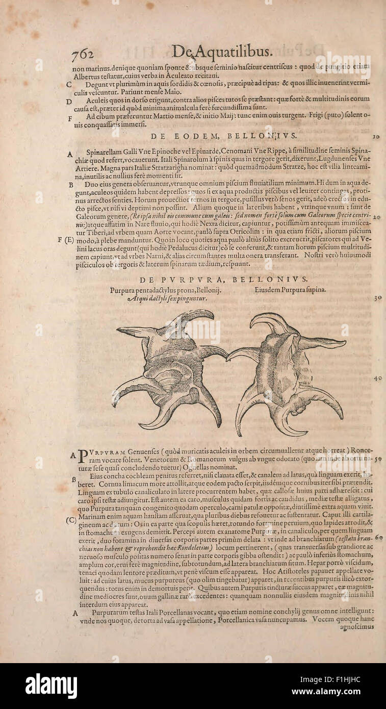 This 16th-century work by Conrad Gesner provides a comprehensive ...