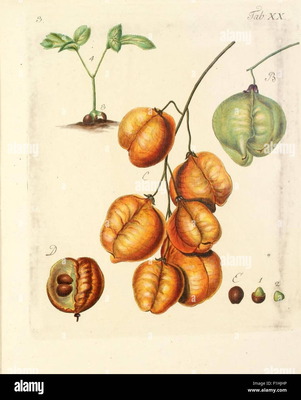 This work illustrates wild trees, shrubs, and bushes, providing both ...