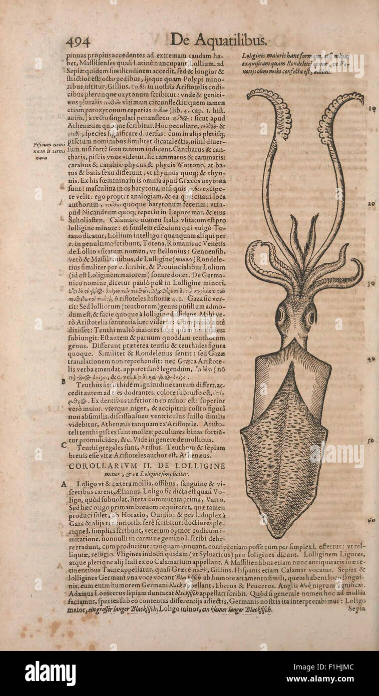 This early zoological work by Gesner documents animal species ...