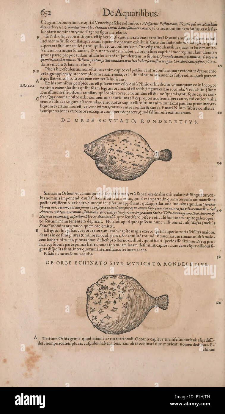 *Historiae Animalium* by Conrad Gesner is a 16th-century zoological ...