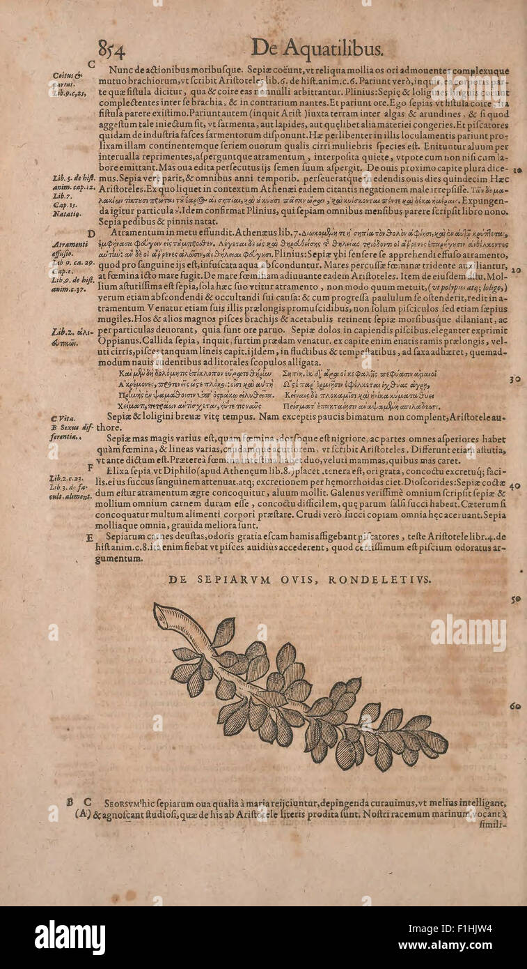 This 16th-century text by Conrad Gessner presents detailed observations ...