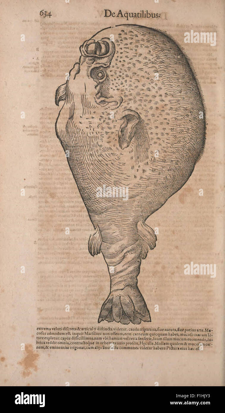 This early work from 16th-century naturalist Conrad Gesner, preserved ...