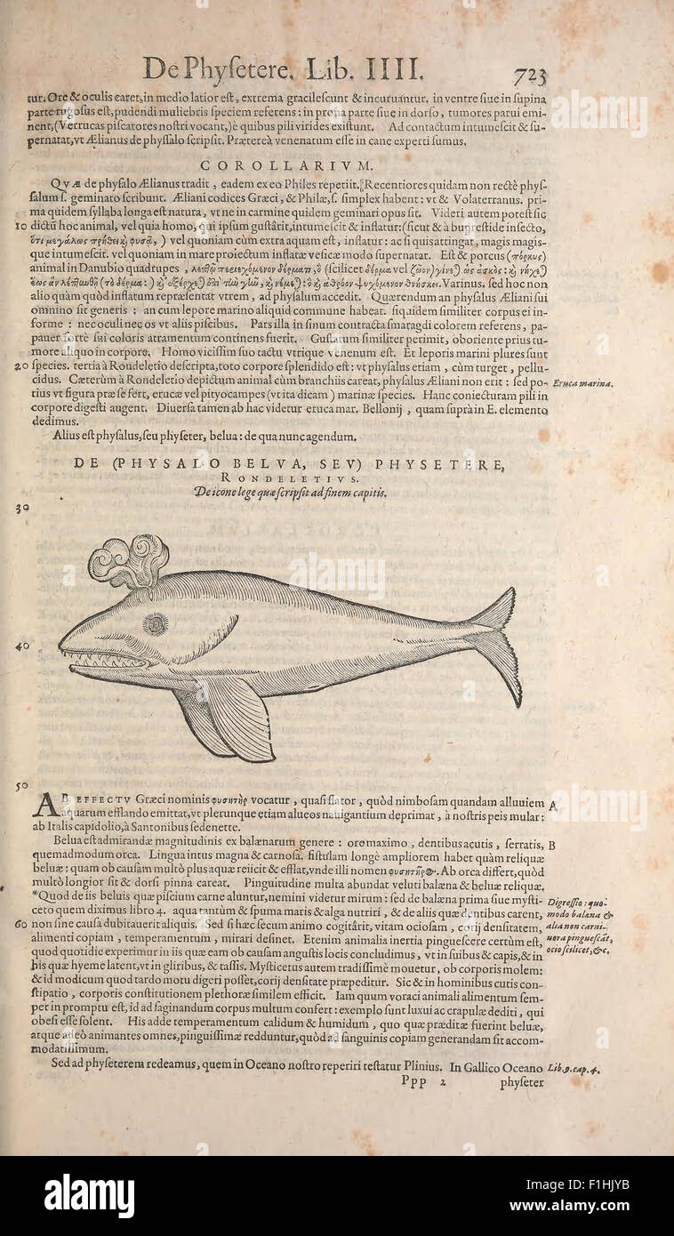 Historiae Animalium (Book IV) by Conrad Gesner is a 16th-century ...