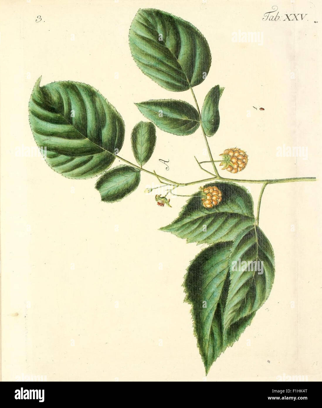 An illustration from 'Abbildung der wilden Bäume, Stauden und ...