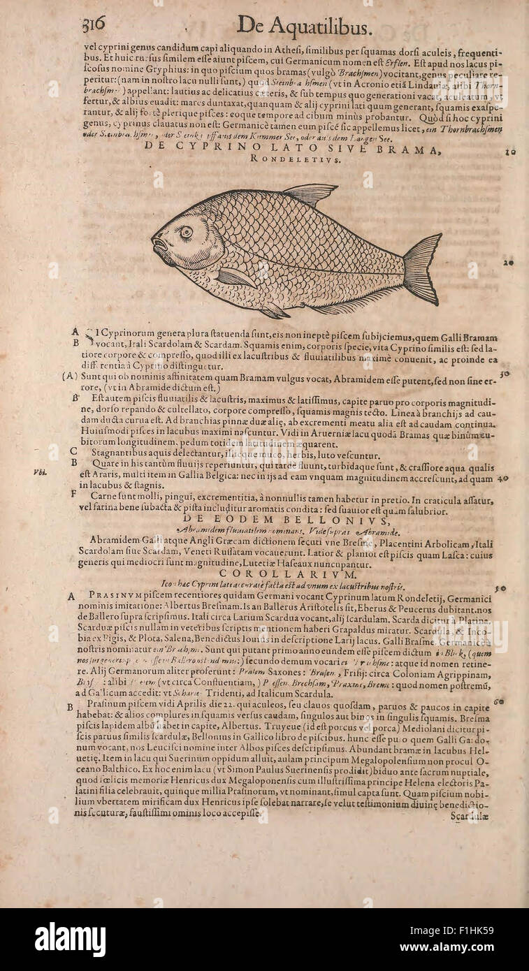 Conrad Gesner's 'Historiae animalium liber IV' (Early 16th century ...