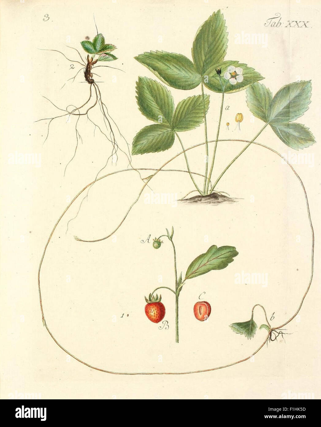 This German botanical work illustrates wild trees, shrubs, and bushes ...