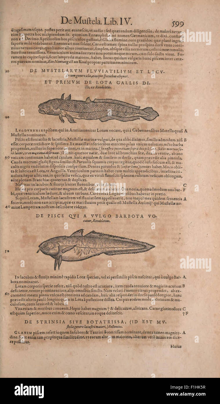 This 16th-century work by Conrad Gesner discusses various animals ...