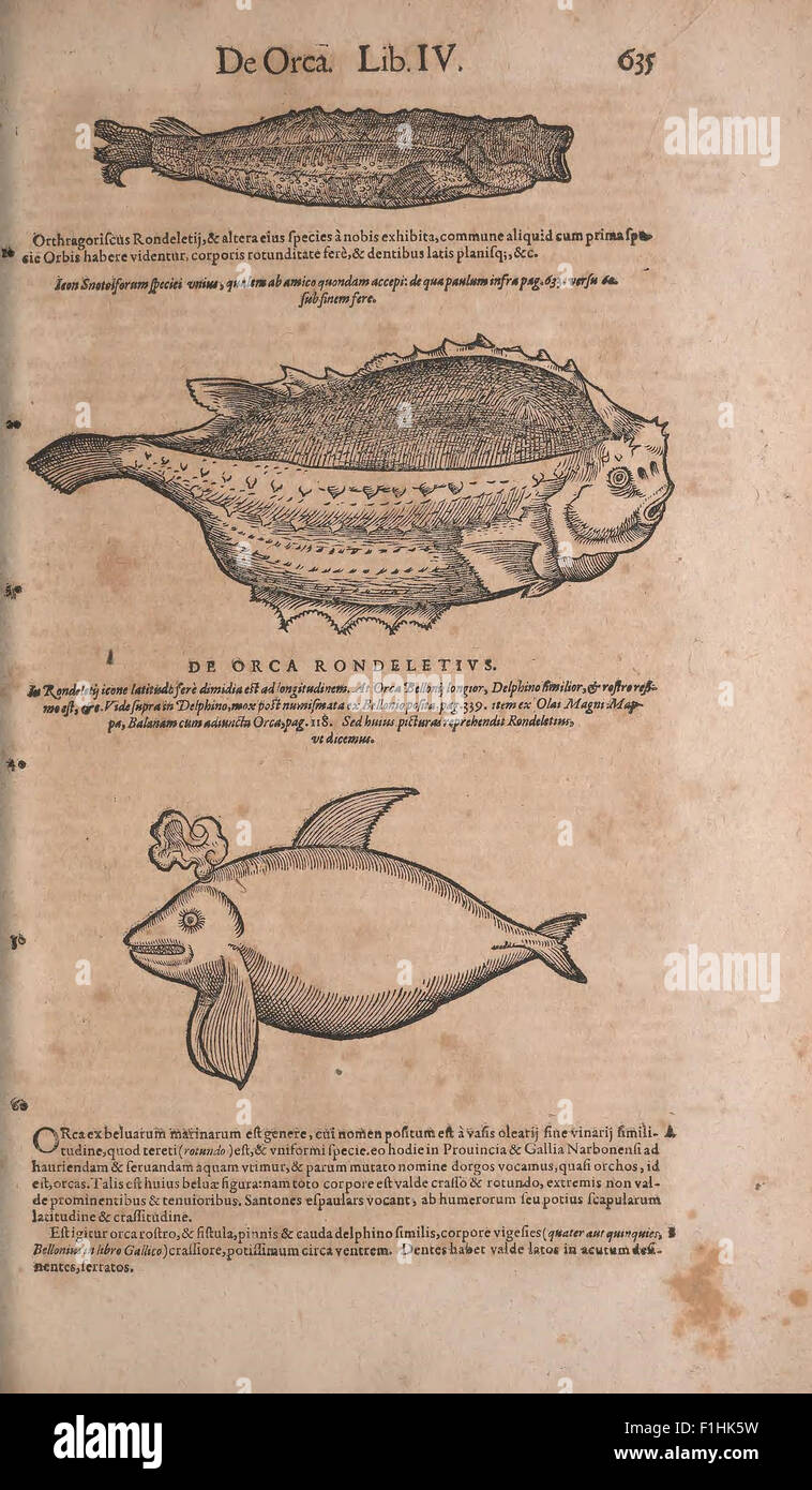 An early zoological work by Conrad Gesner, detailing the history of ...