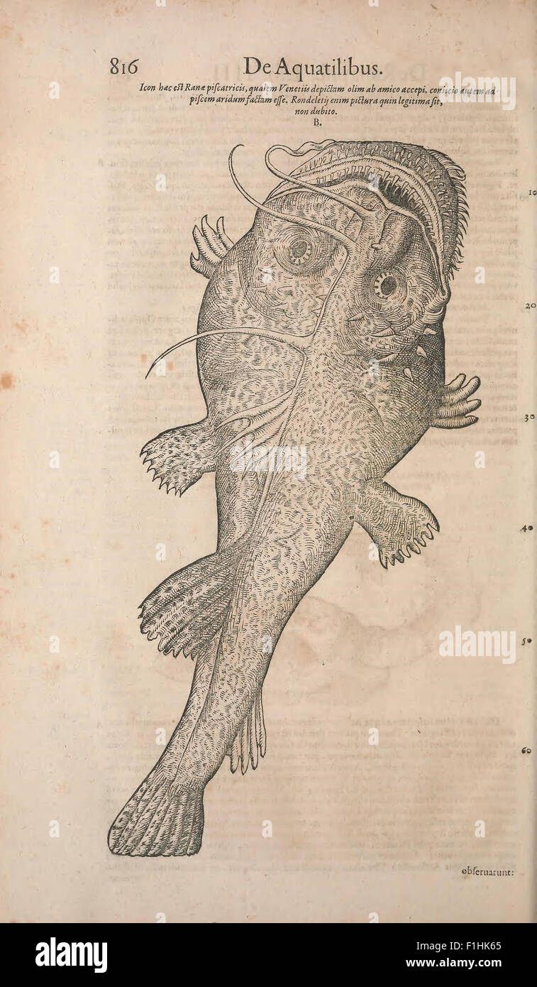 Conradi Gesneri's 'Historiae animalium liber IV' (History of Animals ...