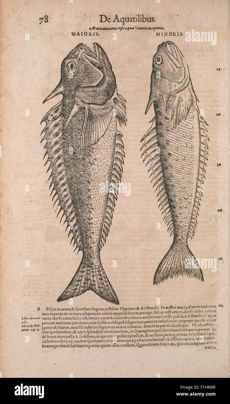 Conrad Gesner's 16th-century work on the history of animals features ...