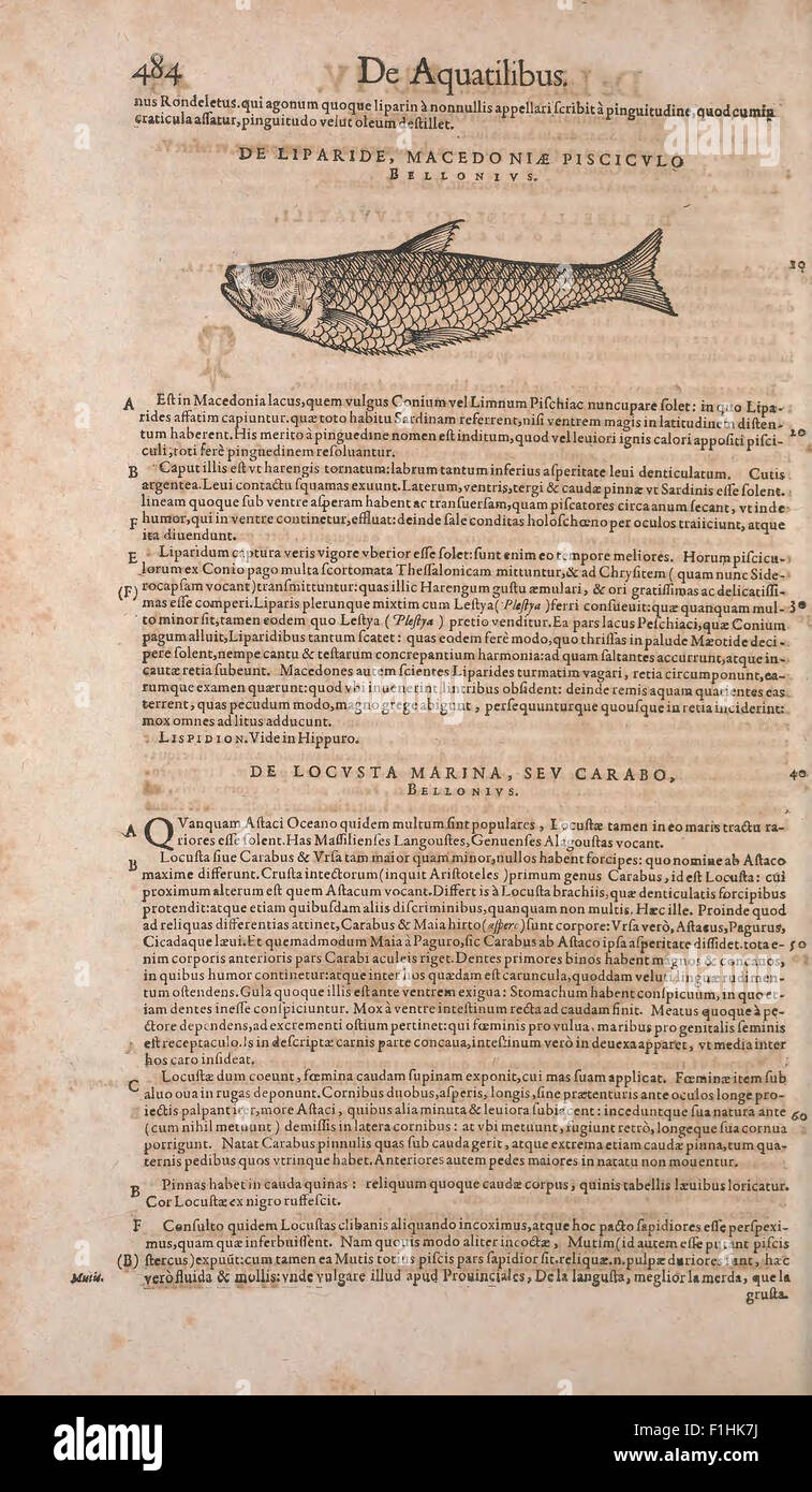 'Historiae Animalium Liber IV' by Conrad Gesner is a 16th-century ...