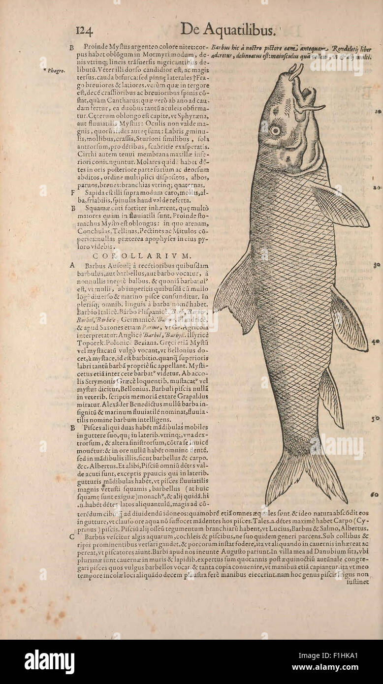 A 16th-century work by Conrad Gesner, 'Historiae animalium liber IV ...