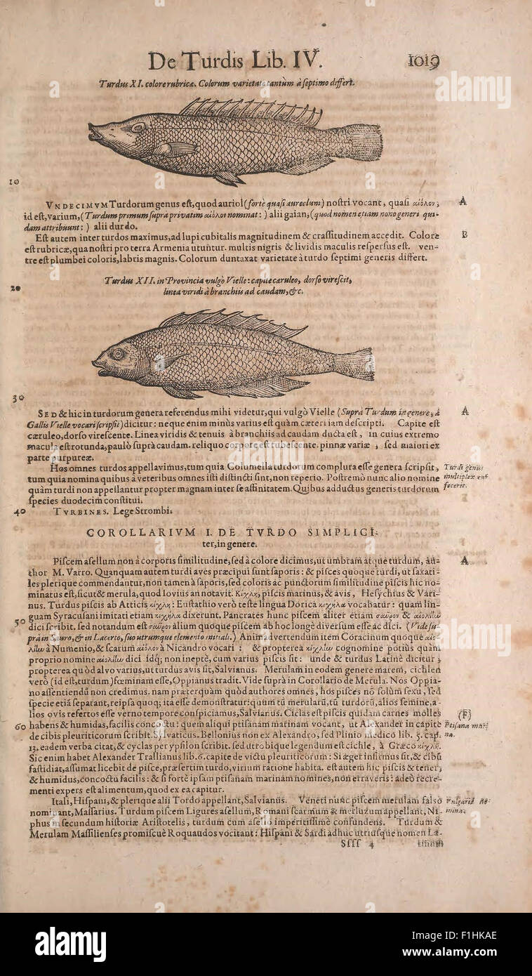 This 16th-century work by Conrad Gesner, *Historiae Animalium*, focuses ...