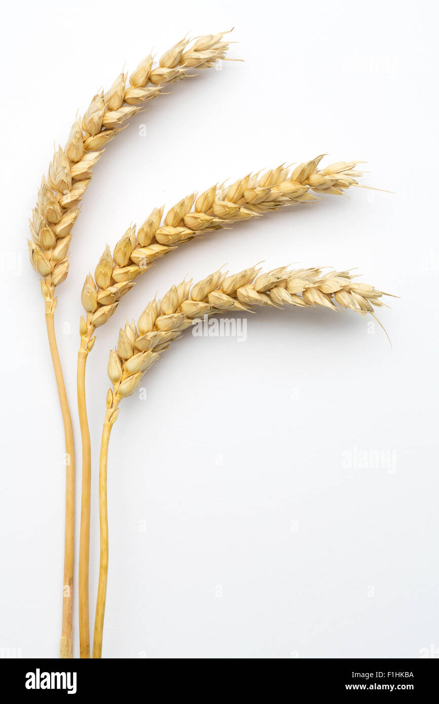 Wheat ears white background hi-res stock photography and images - Alamy