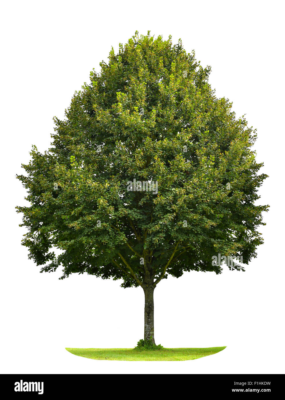 Green linden tree isolated on white background. Nature object Stock ...