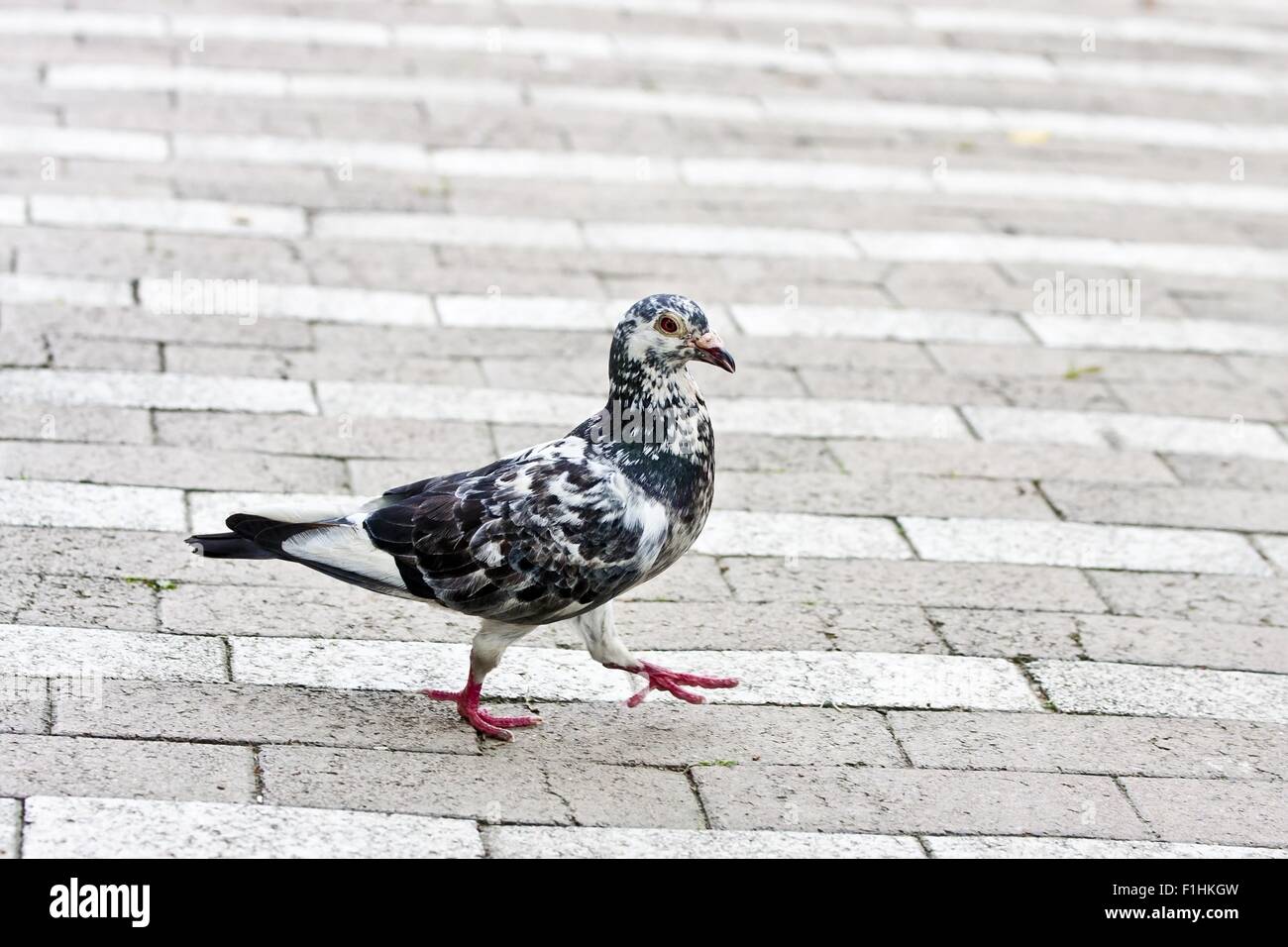 macro view of a pigeon walking on ground in spring Stock Photo - Alamy