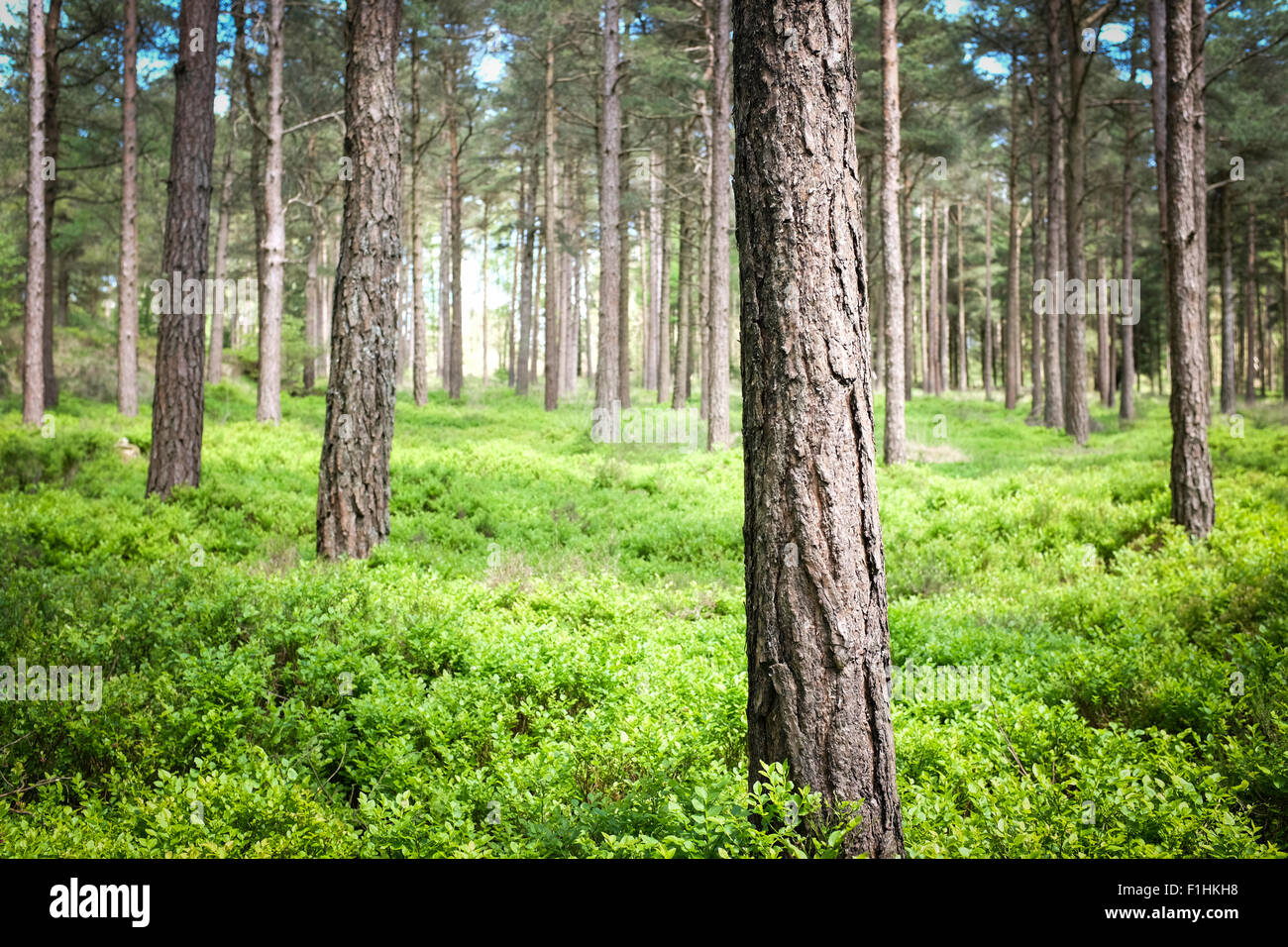 Pine Forest at Haldon Forest Park near Exeter, Devon, UK Stock Photo ...