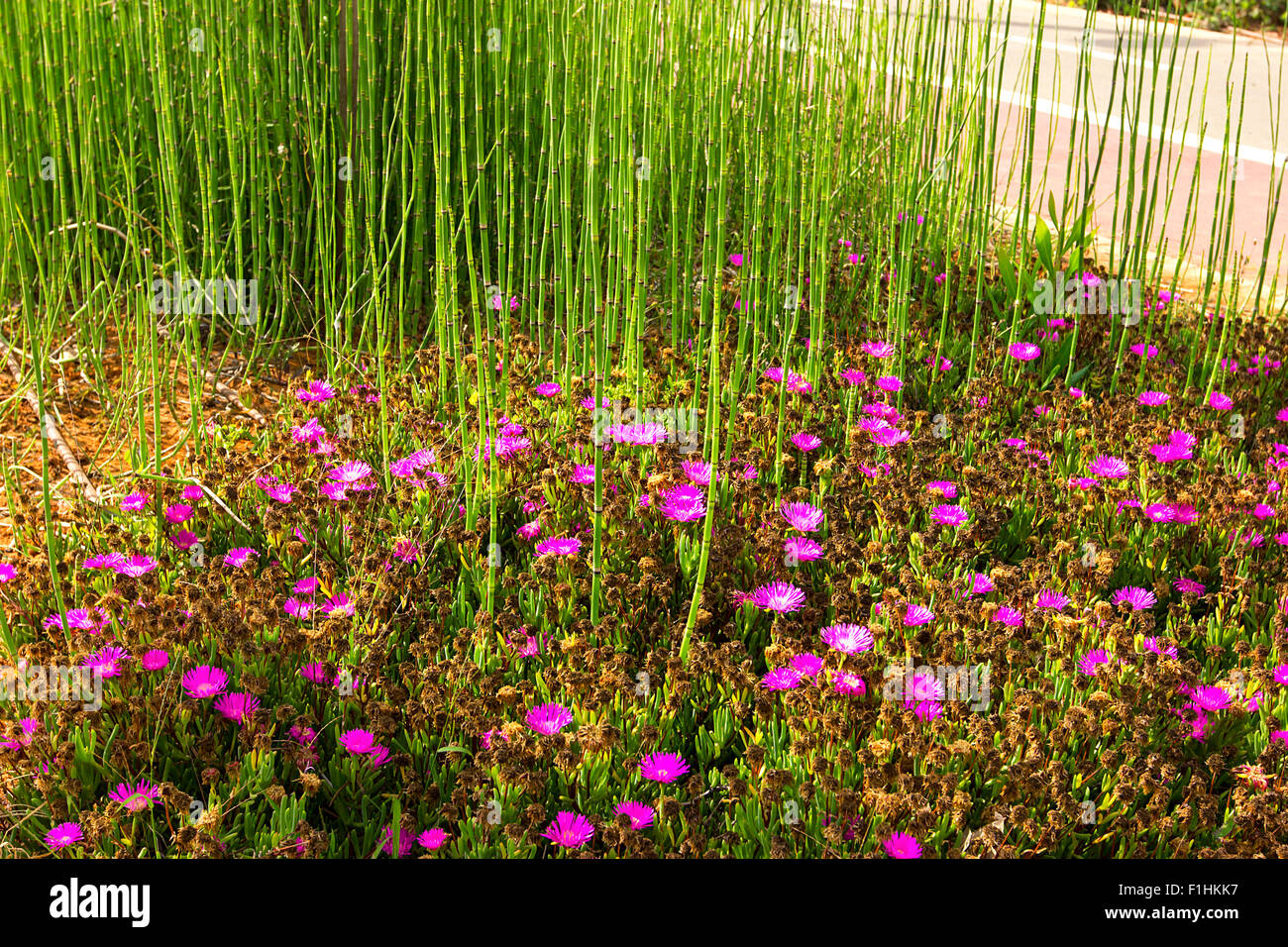 Flowers of israel hi-res stock photography and images - Alamy