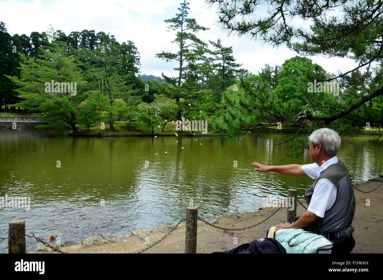 Old man feeding fancy carp or Koi fish in pond in the garden of Todai ...