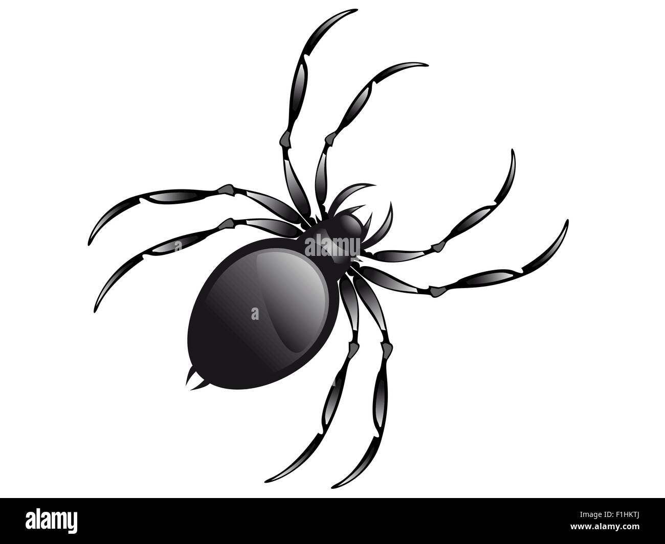 black spider on white background vector illustration Stock Vector Image ...