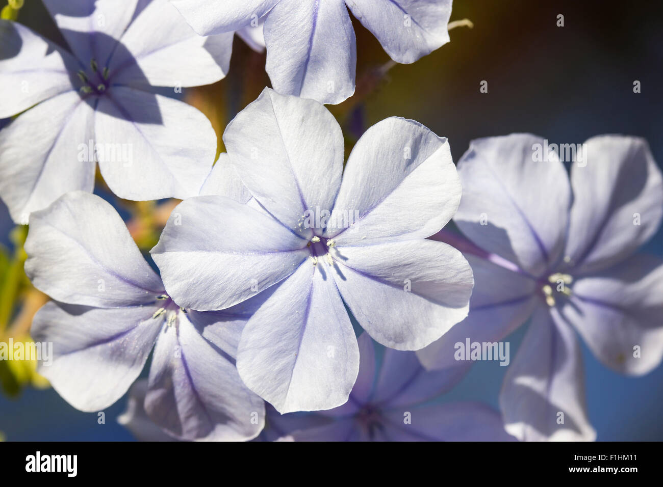 Spring flowers in Israel Stock Photo - Alamy