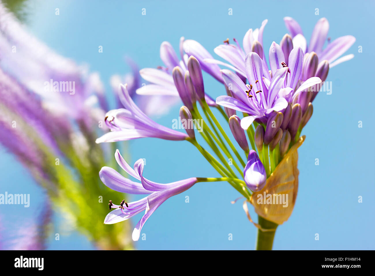 Spring flowers in Israel Stock Photo - Alamy