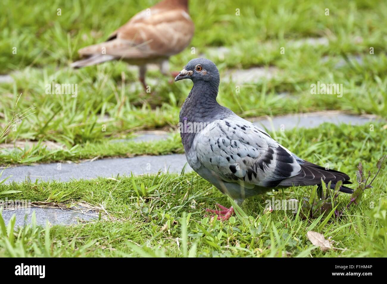 macro view of a pigeon standing on ground in spring Stock Photo - Alamy