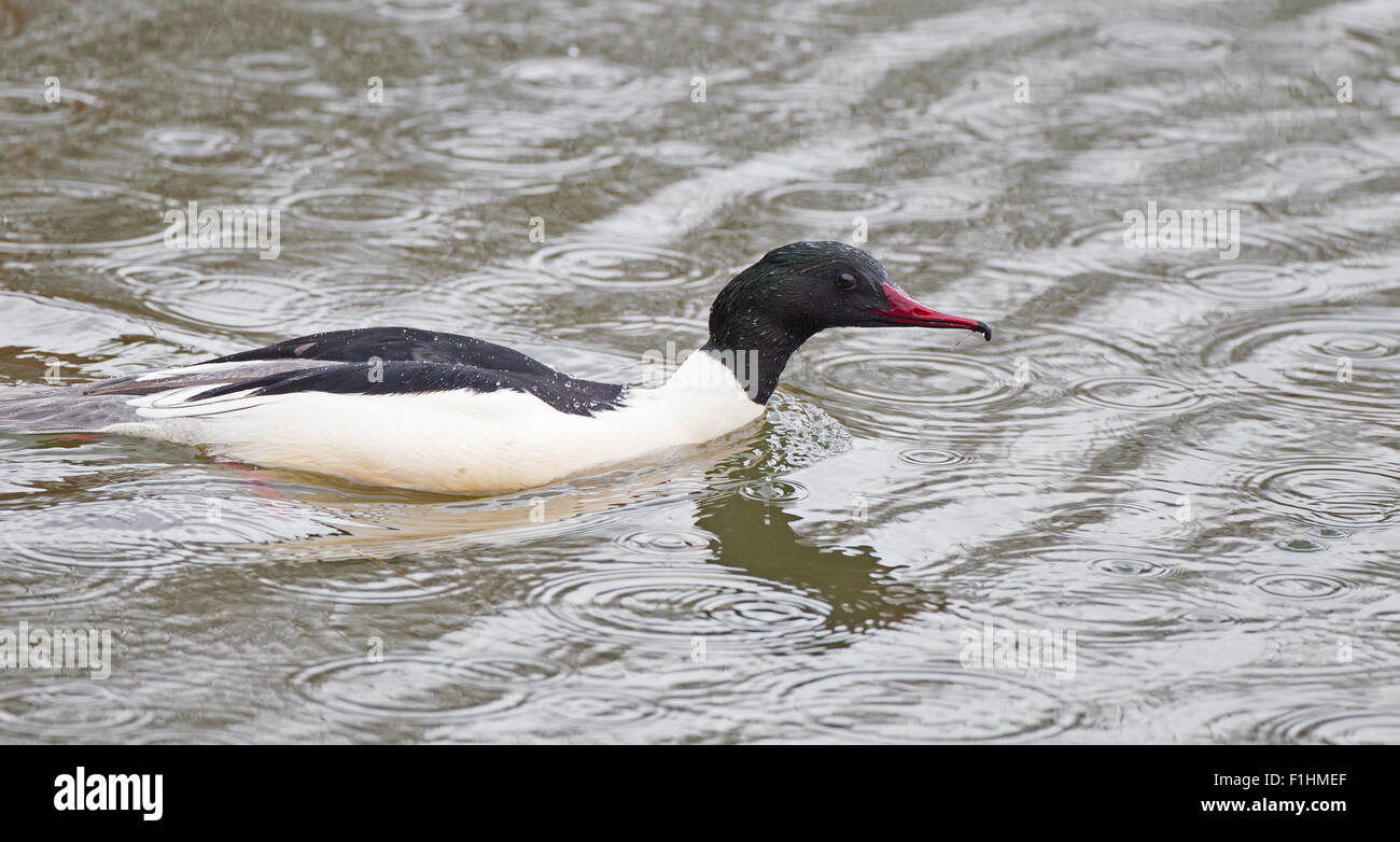 A goosander hi-res stock photography and images - Alamy