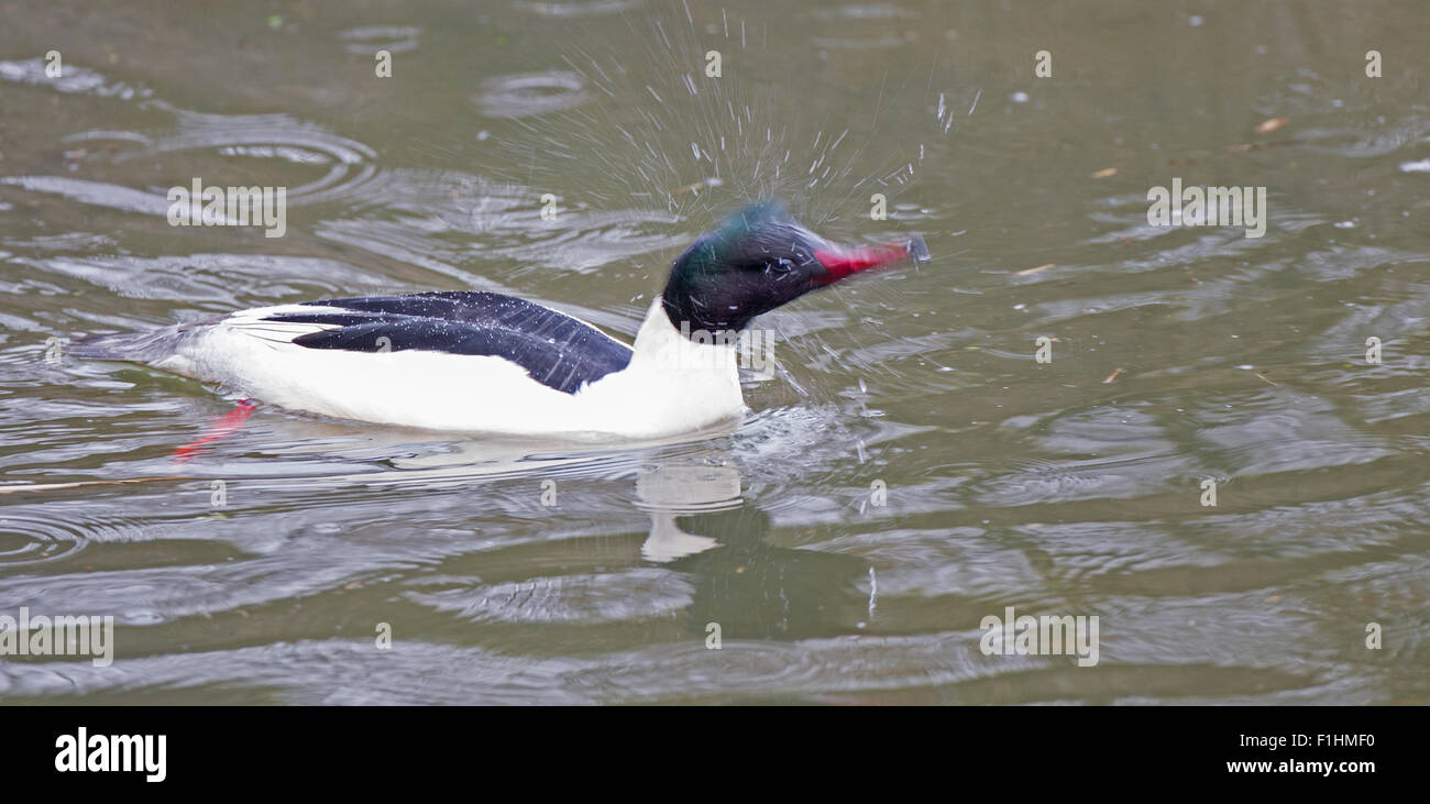 Drake shake hi-res stock photography and images - Alamy