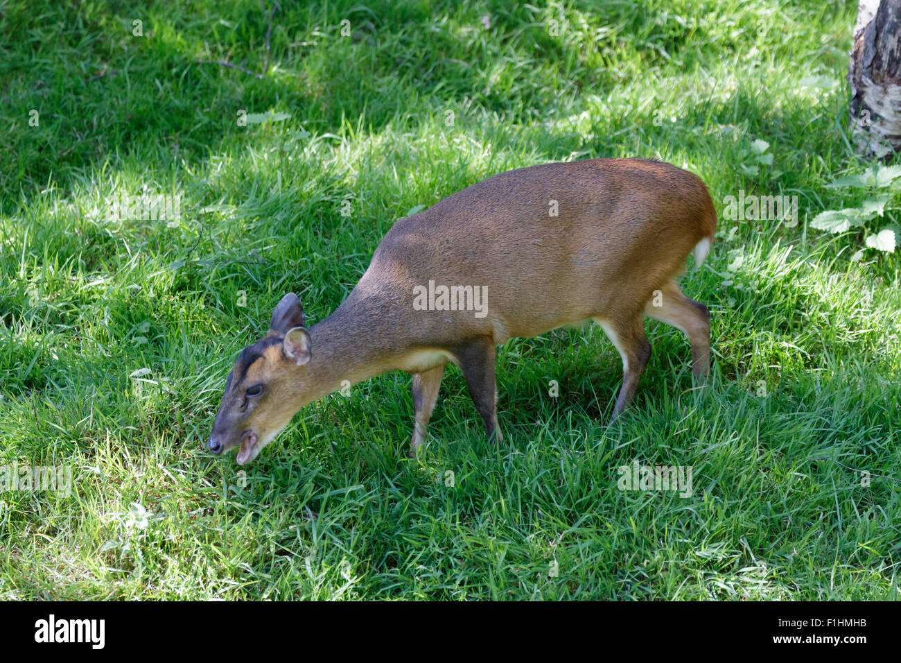 Muntjac Deer (Muntiacus Stock Photo - Alamy