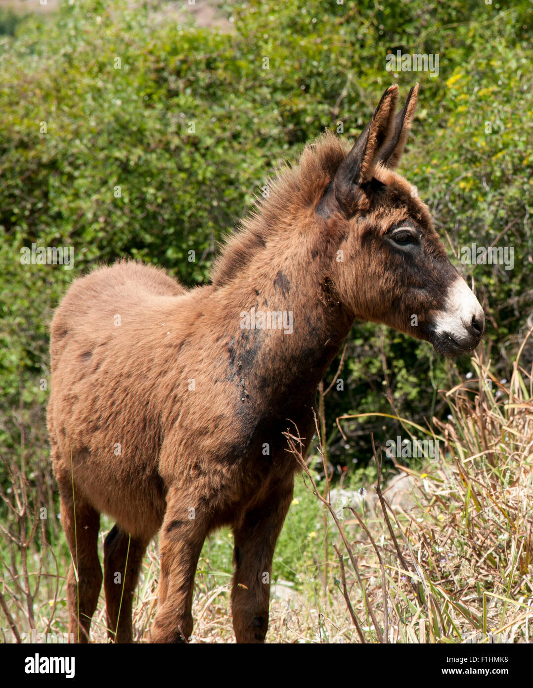 Donkeys have been working animals for more than 5000 years, but are ...