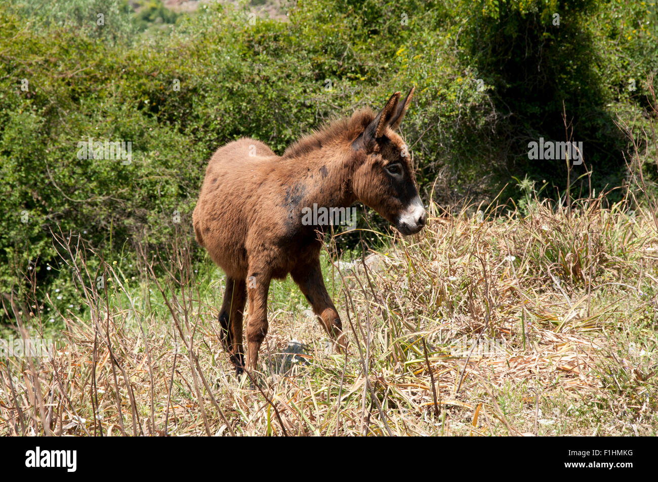 Donkeys have been working animals for more than 5000 years, but are ...