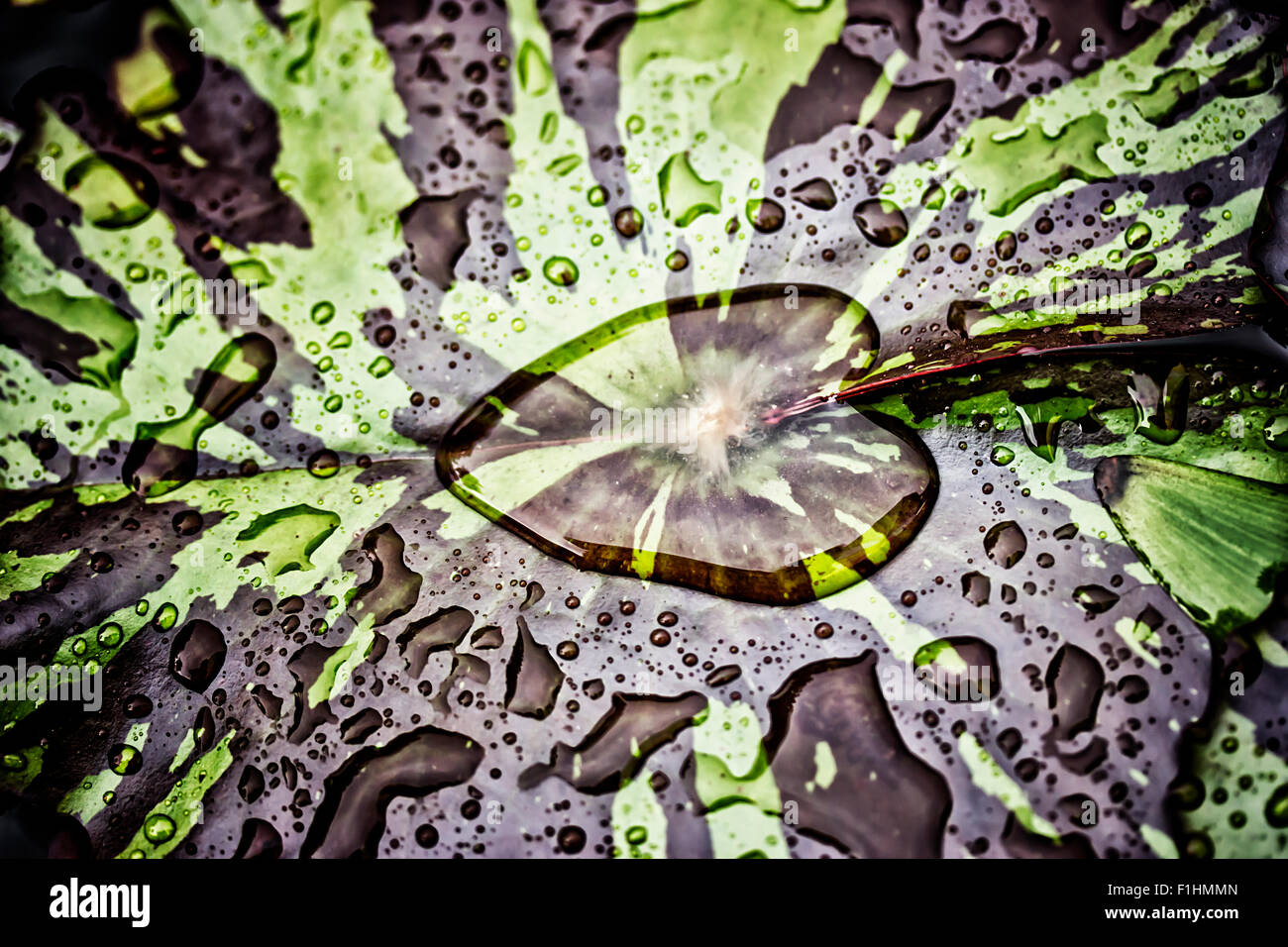 Water drops on lotus leaf Stock Photo - Alamy