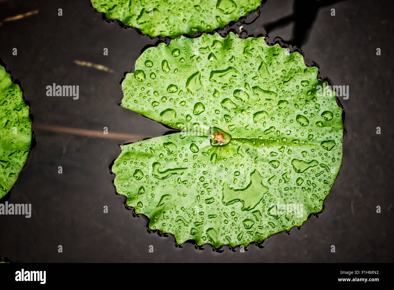 Water drops on lotus leaf Stock Photo - Alamy