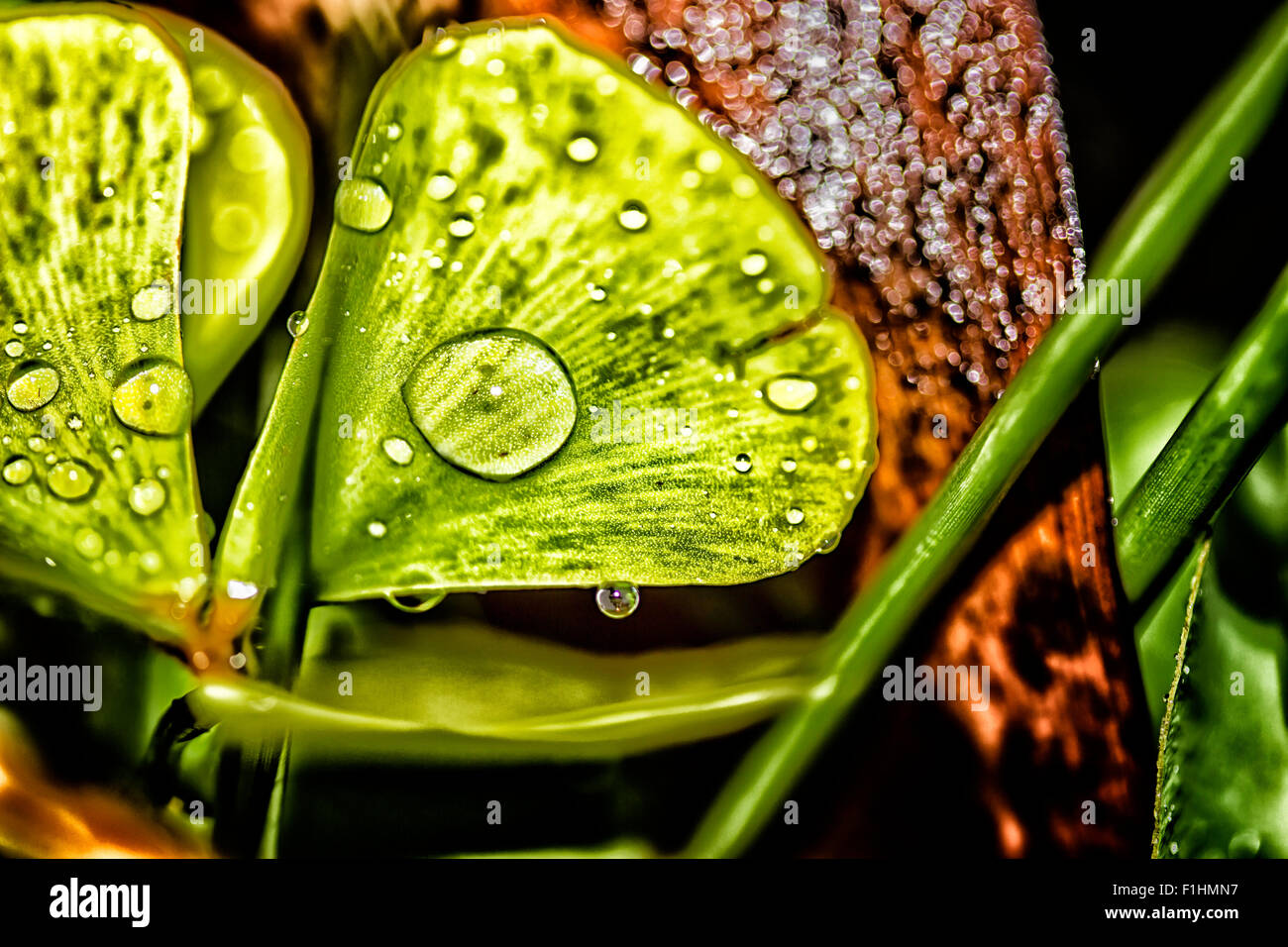 Water drops on lotus leaf Stock Photo - Alamy