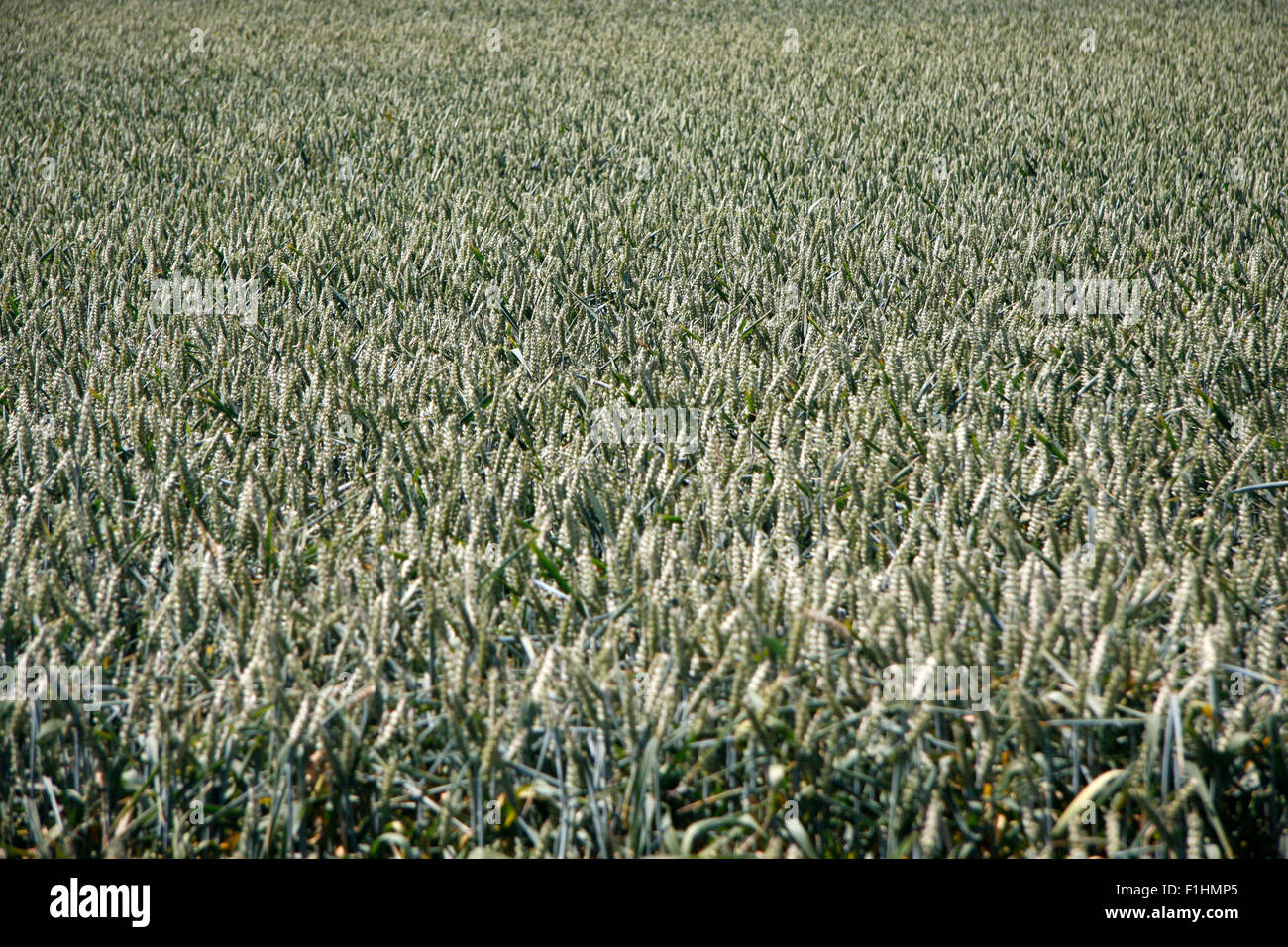 Getreide getreide getreide hi-res stock photography and images - Alamy