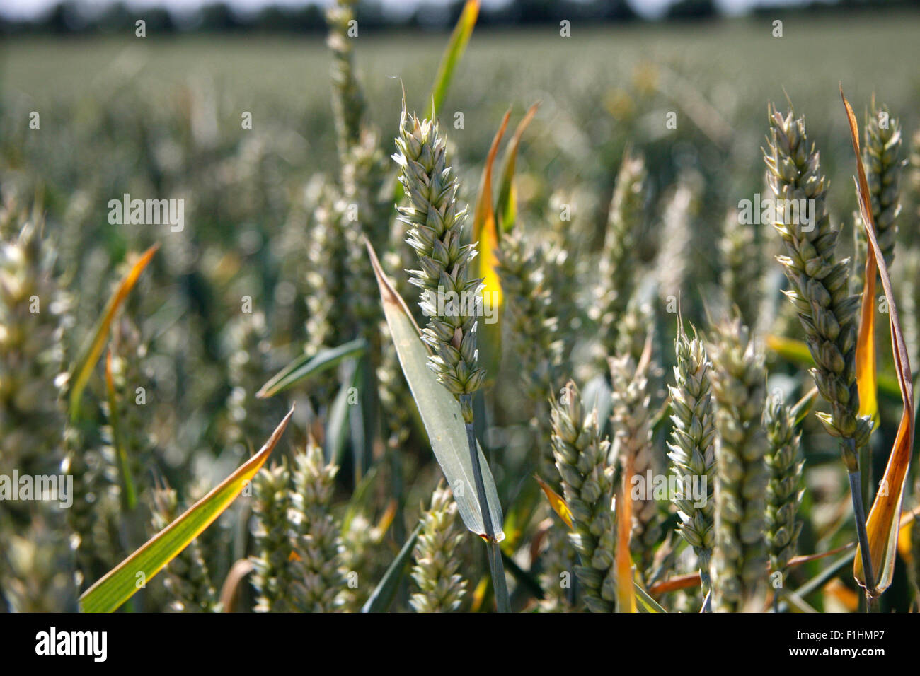 Getreide getreide hi-res stock photography and images - Alamy