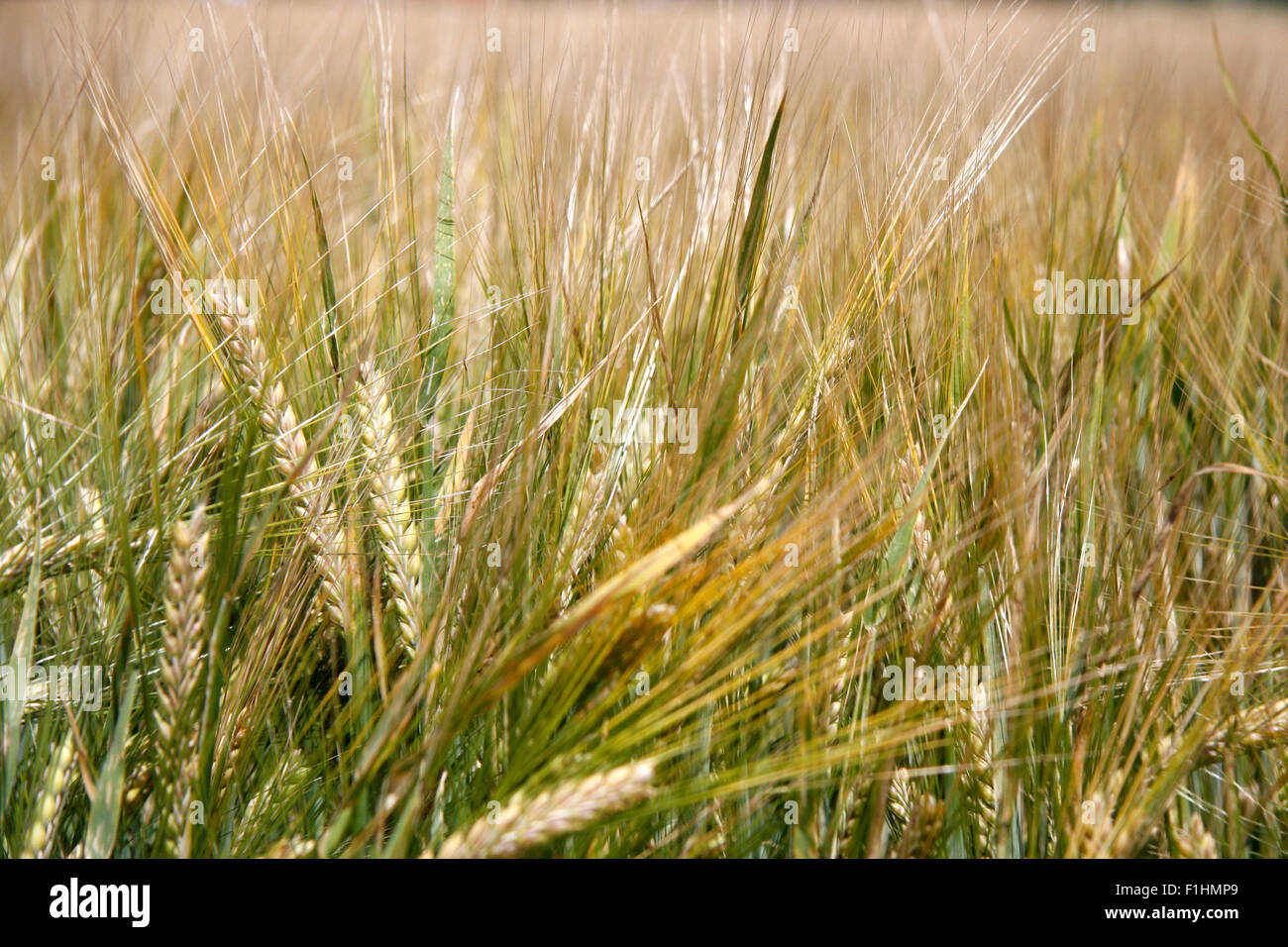 Getreide Weizen Stock Photos & Getreide Weizen Stock Images - Alamy
