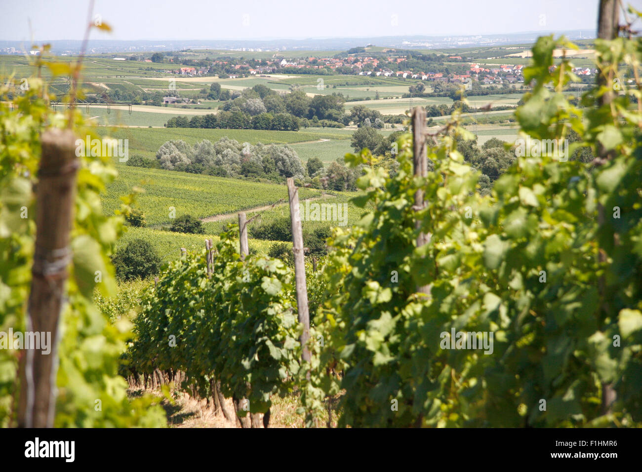 Weinberg hi-res stock photography and images - Alamy